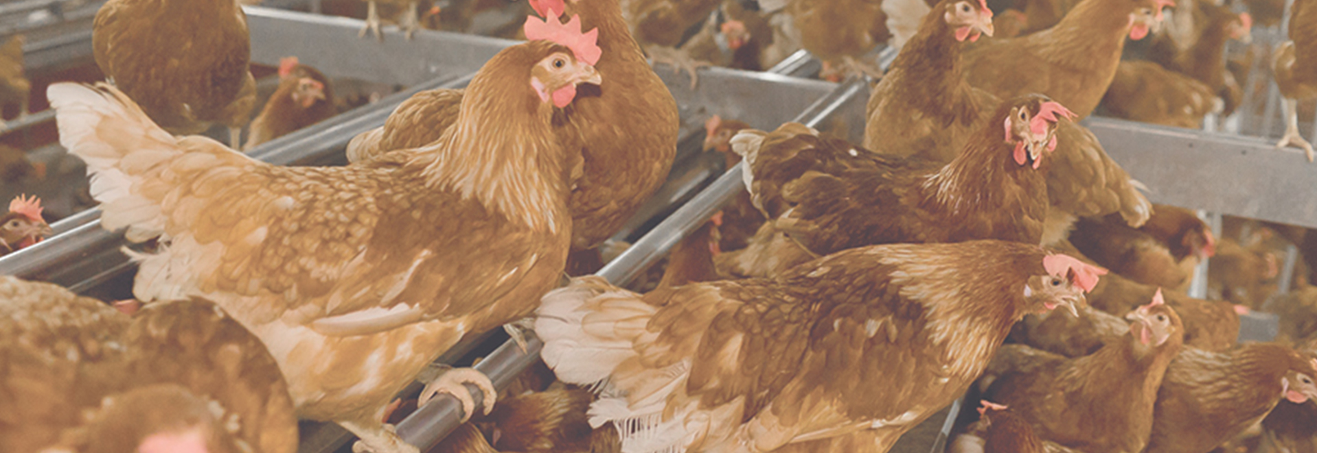 Counting our Chickens with Vencomatic - Farm CreativeFarm Creative